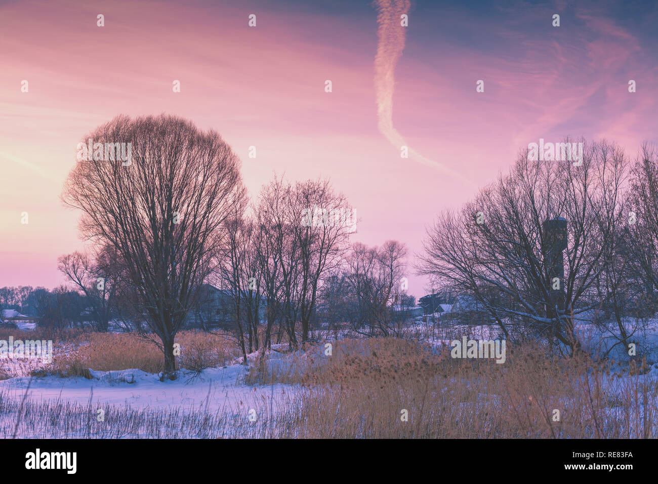 Winter landscape in the evening. Trees on the field at sunset light ...