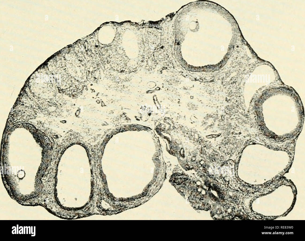 Rat ovary hi-res stock photography and images - Alamy