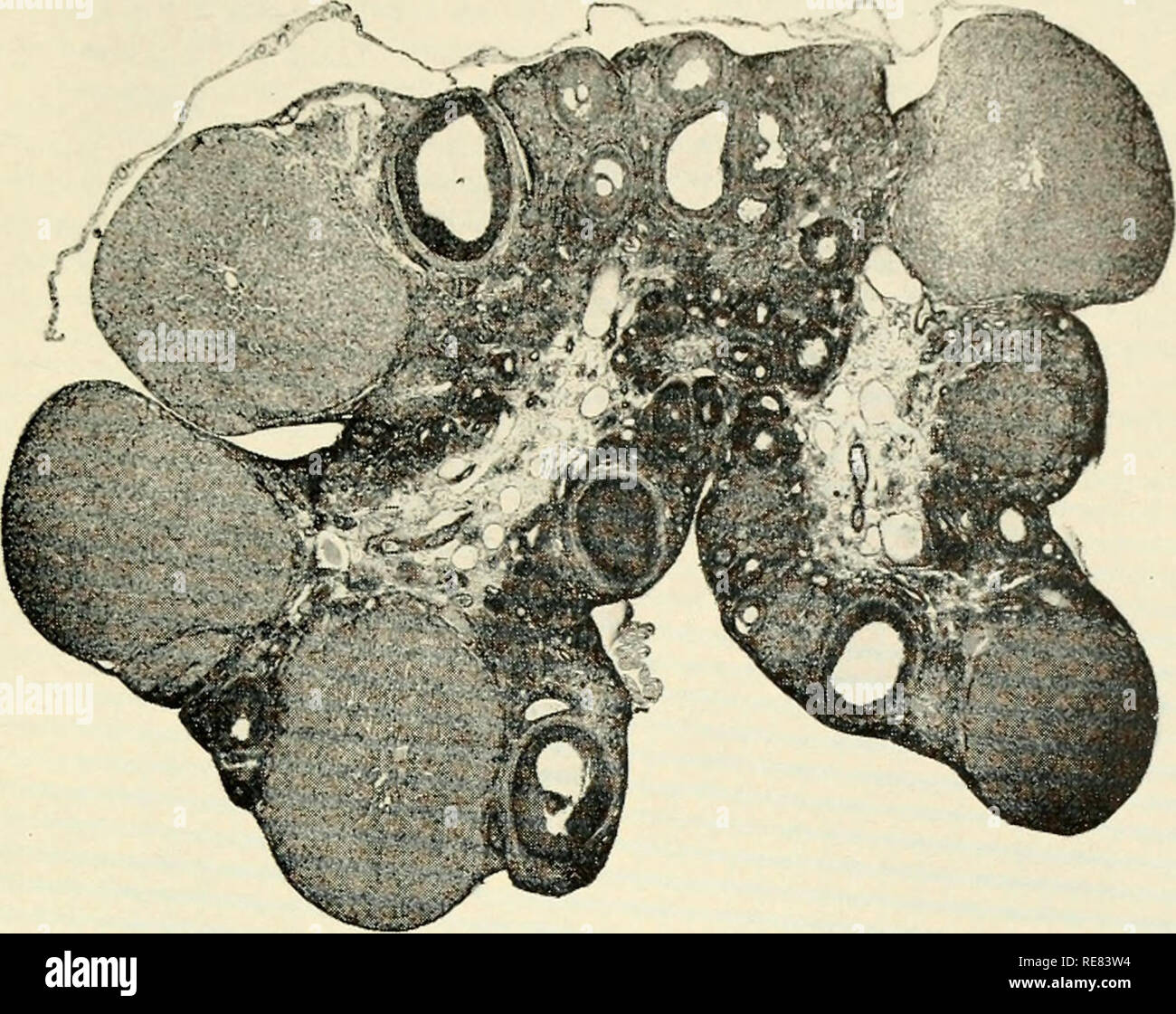 Rat ovary hi-res stock photography and images - Alamy