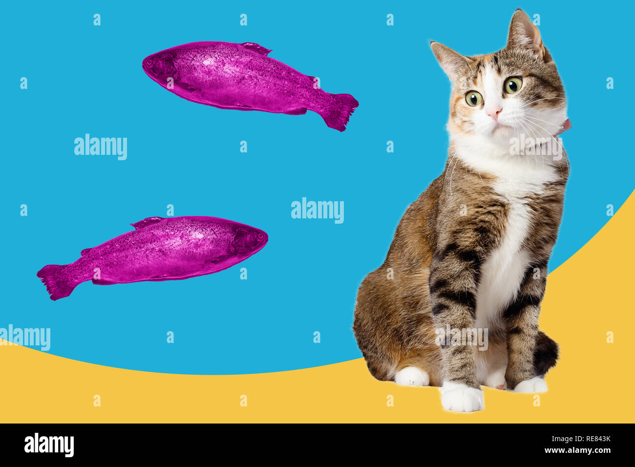 Cat and salmon collage, pop art concept design, vibrant minimal ...