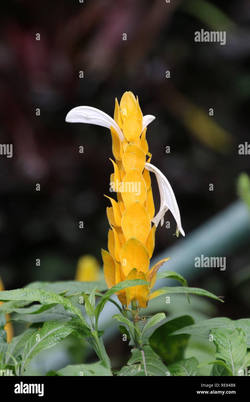 golden shrimp plant or lollipop plant, soft-stemmed evergreen shrub ...
