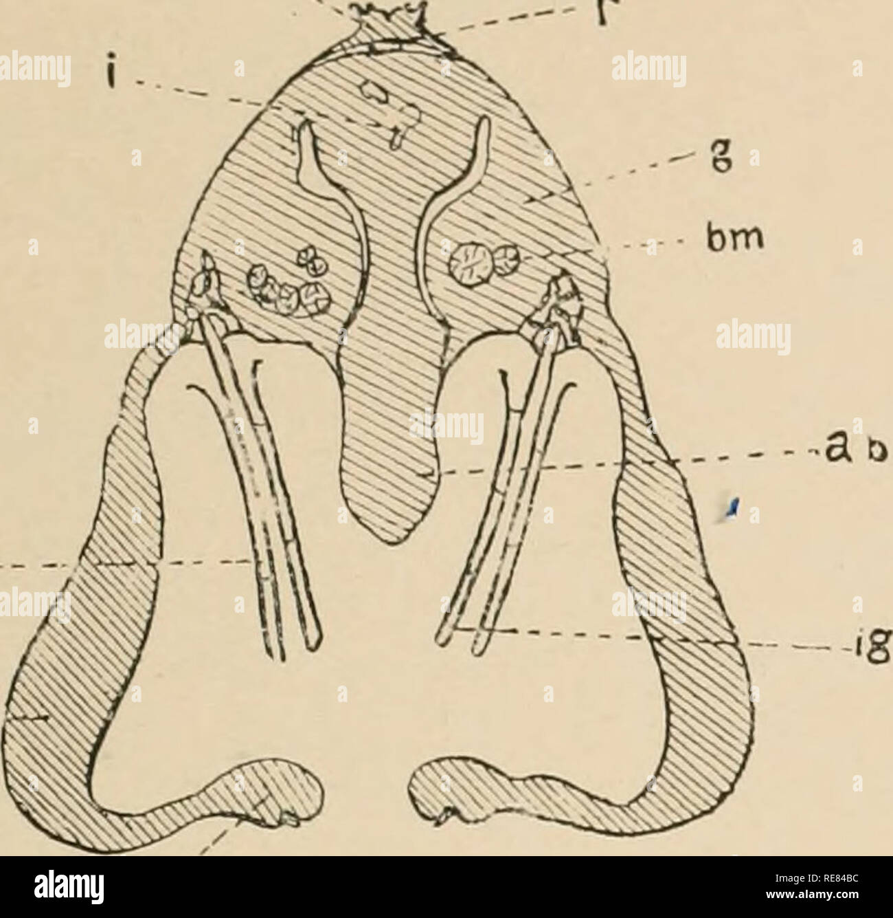 Bivalvia morphology hi-res stock photography and images - Alamy