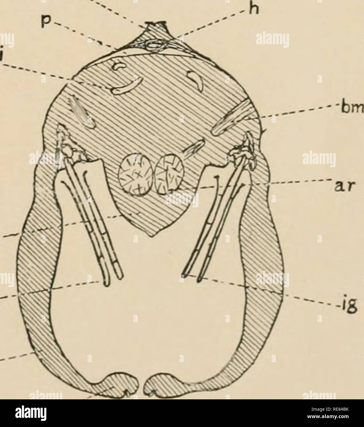 Bivalvia morphology hi-res stock photography and images - Alamy