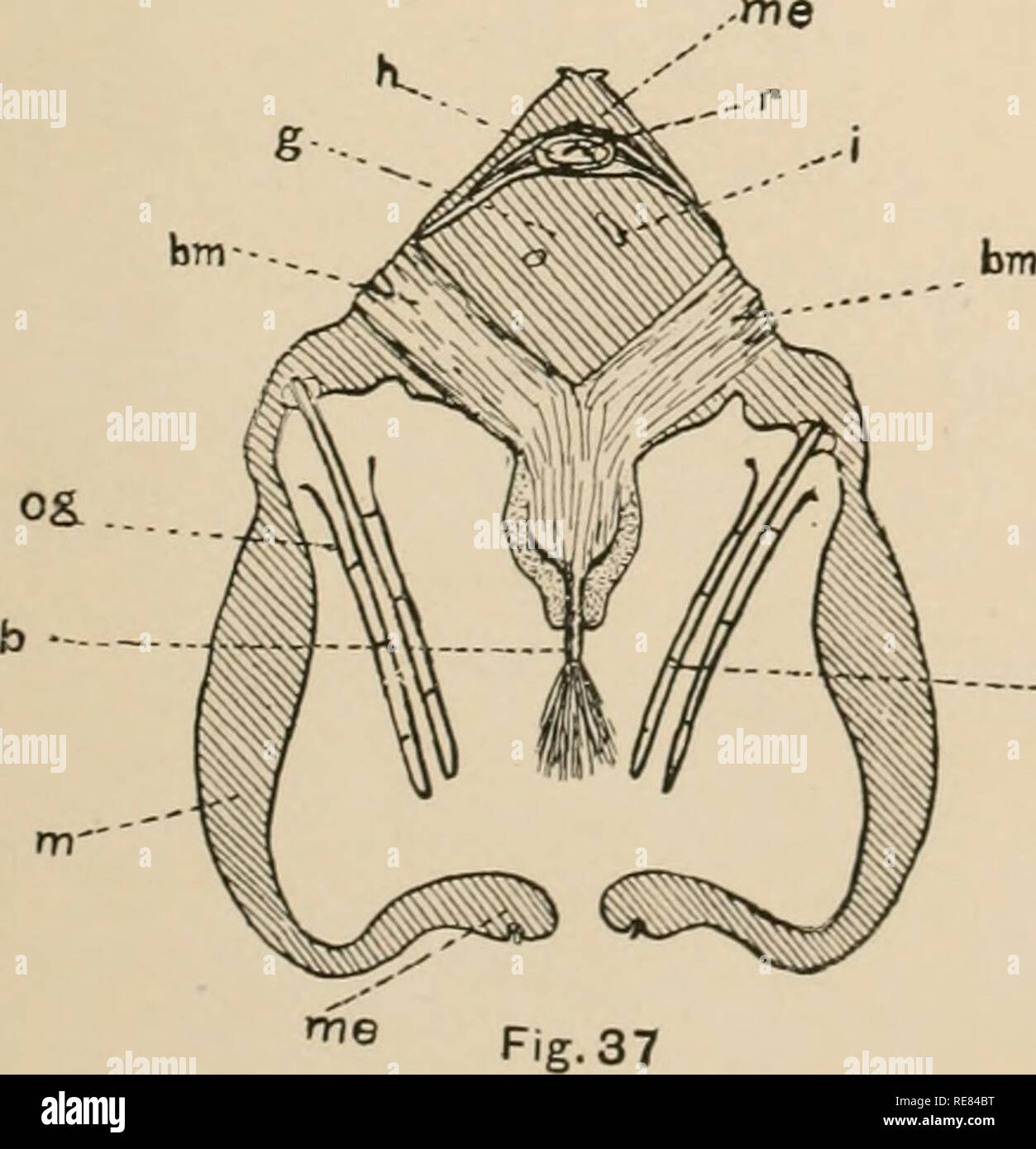 Bivalvia morphology hi-res stock photography and images - Alamy