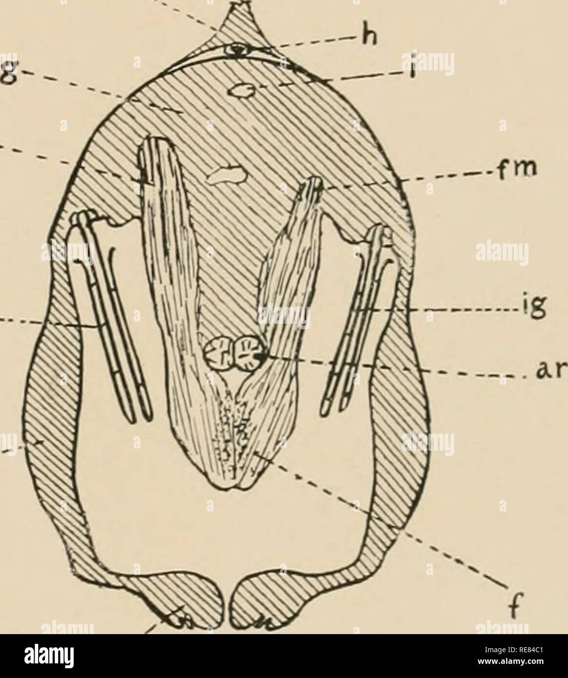 Bivalvia morphology hi-res stock photography and images - Alamy