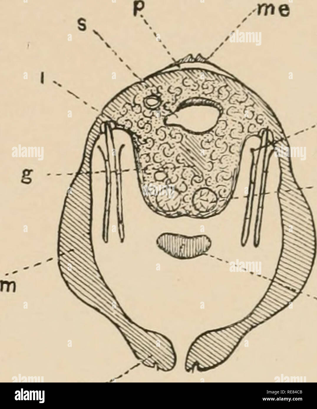 Bivalvia morphology hi-res stock photography and images - Alamy