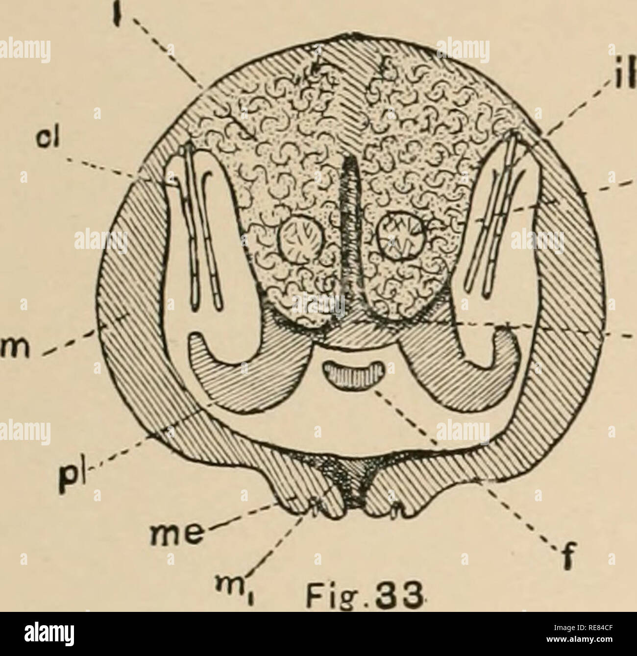 Bivalvia morphology hi-res stock photography and images - Alamy