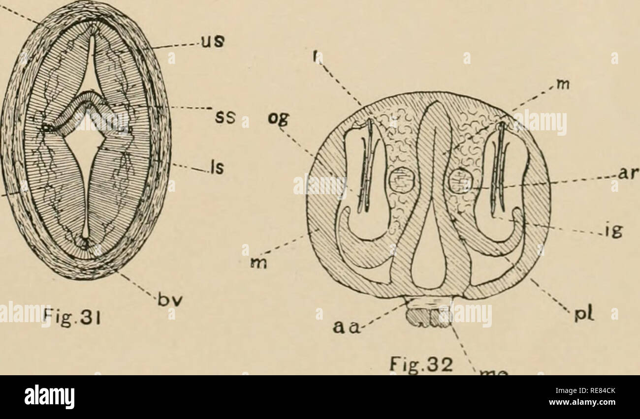 Bivalvia morphology hi-res stock photography and images - Alamy
