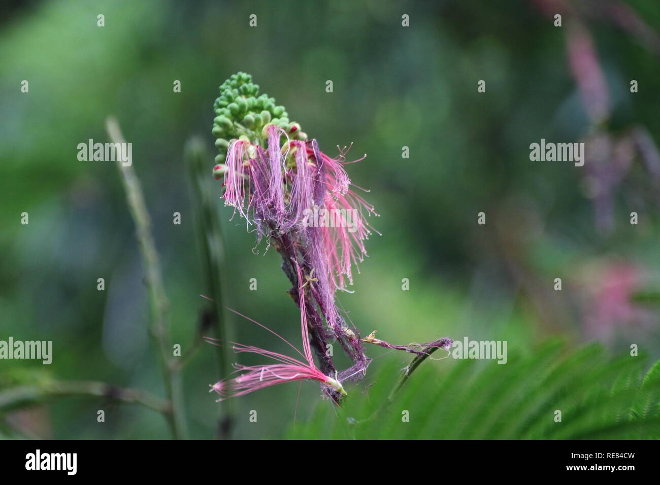 Purple Flower Costa Rica Stock Photos & Purple Flower Costa Rica Stock ...