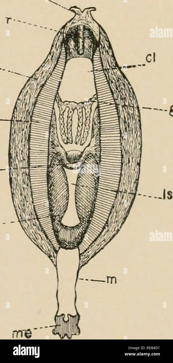 Bivalvia morphology hi-res stock photography and images - Alamy