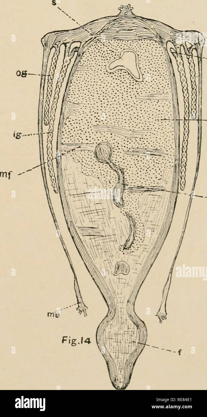 Bivalvia morphology hi-res stock photography and images - Alamy