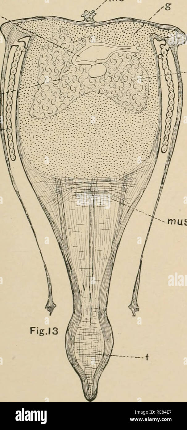 Bivalvia morphology hi-res stock photography and images - Alamy