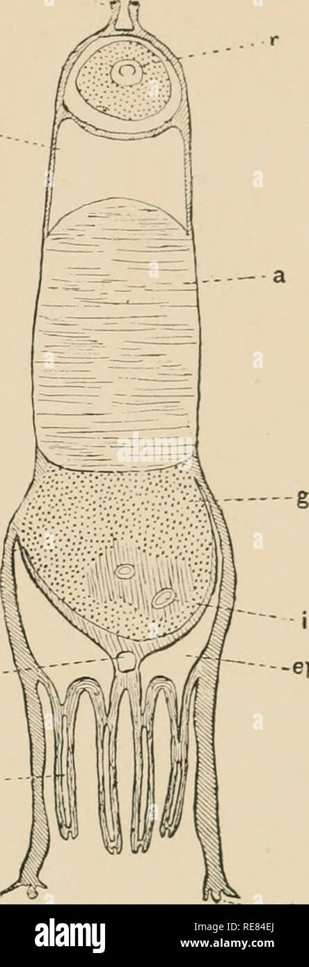 Bivalvia morphology hi-res stock photography and images - Alamy