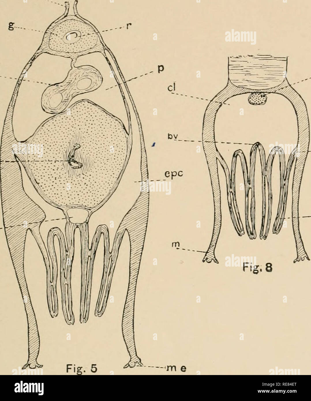 Bivalvia morphology hi-res stock photography and images - Alamy