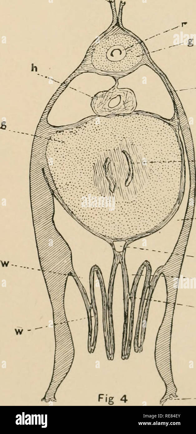 Bivalvia morphology hi-res stock photography and images - Alamy