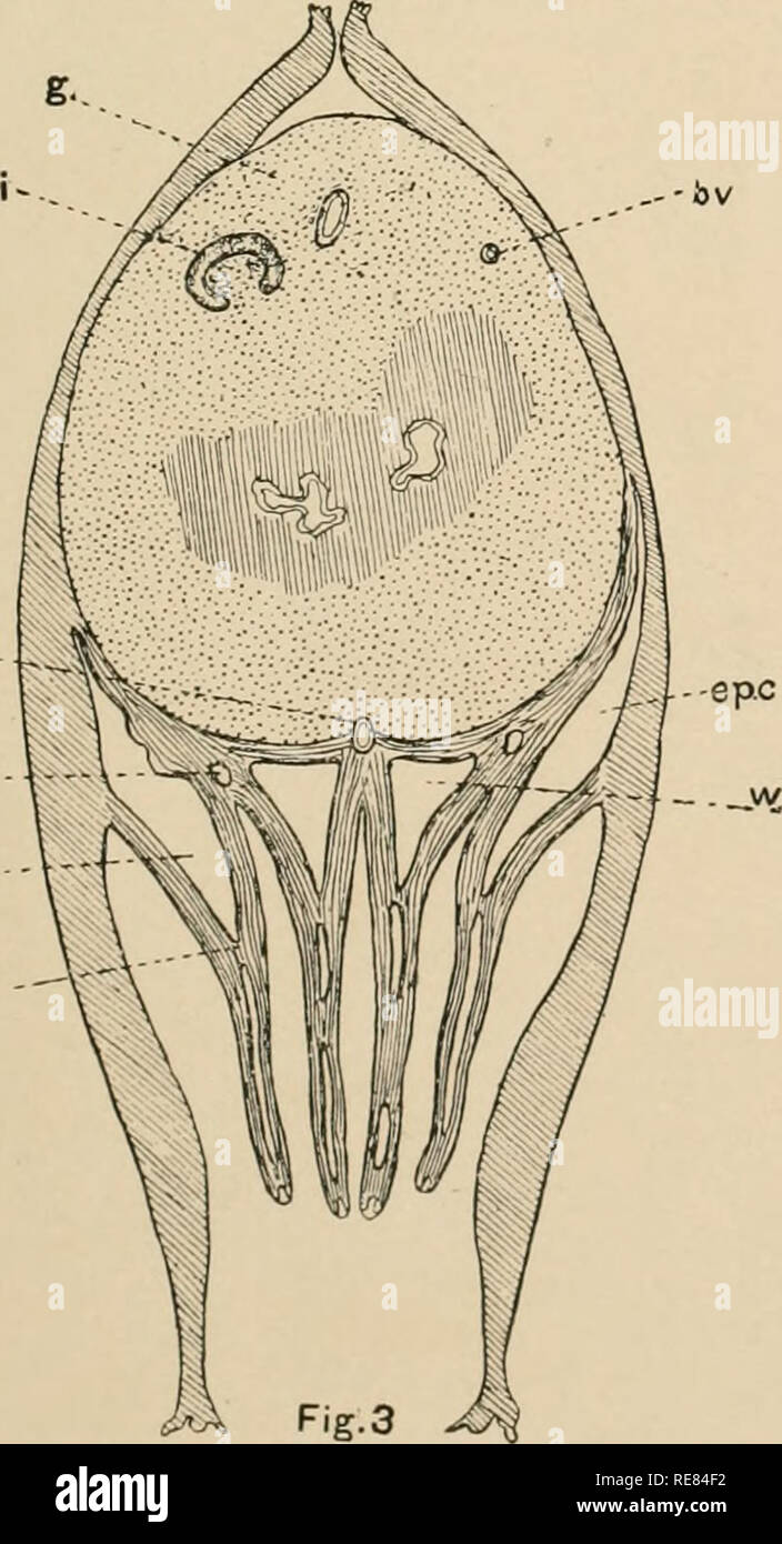 Bivalvia morphology hi-res stock photography and images - Alamy