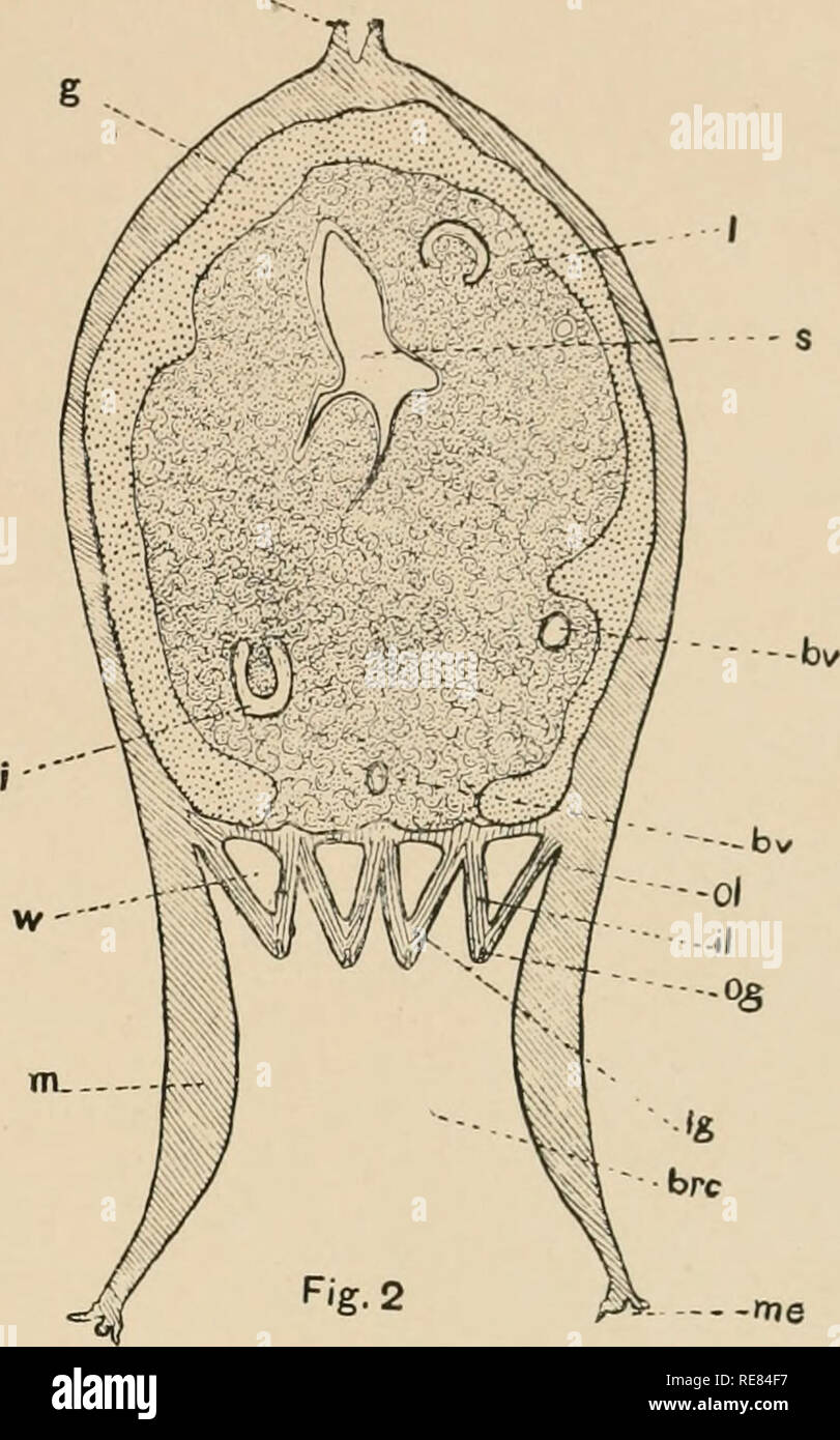 Bivalvia morphology hi-res stock photography and images - Alamy