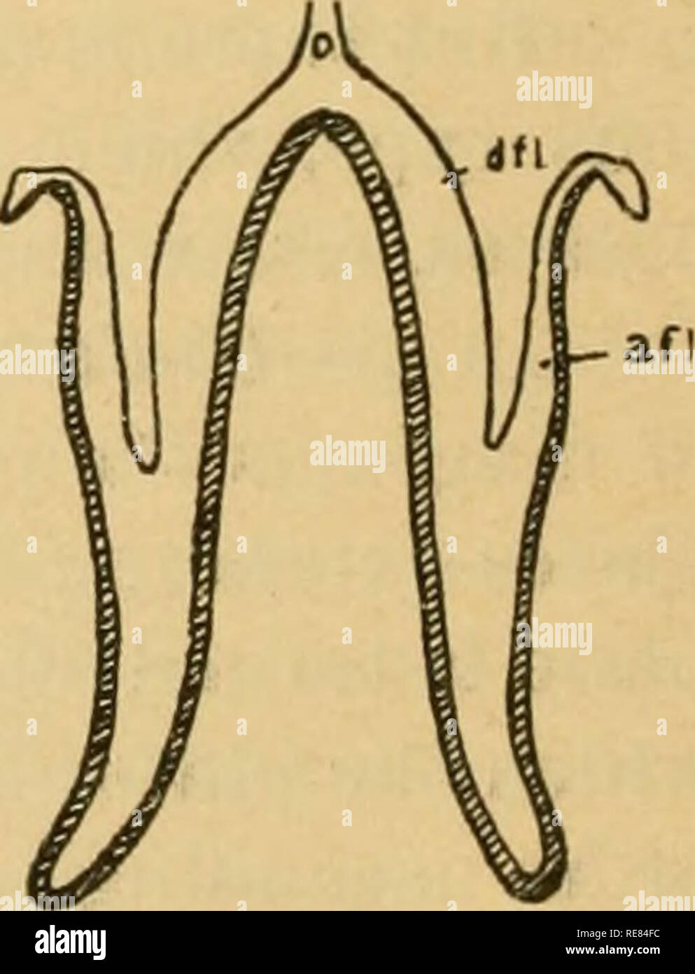Bivalvia morphology hi-res stock photography and images - Alamy