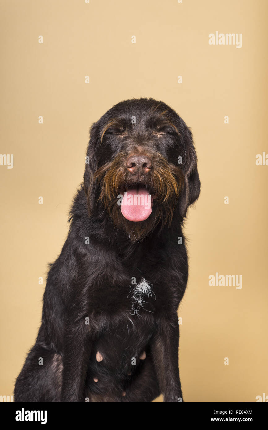 Wirehaired Pointing Griffon Lab Mix