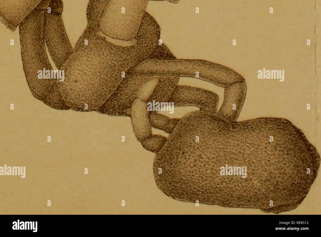 . Contribution to the embryology and phylogeny of the Pycnogonids ...
