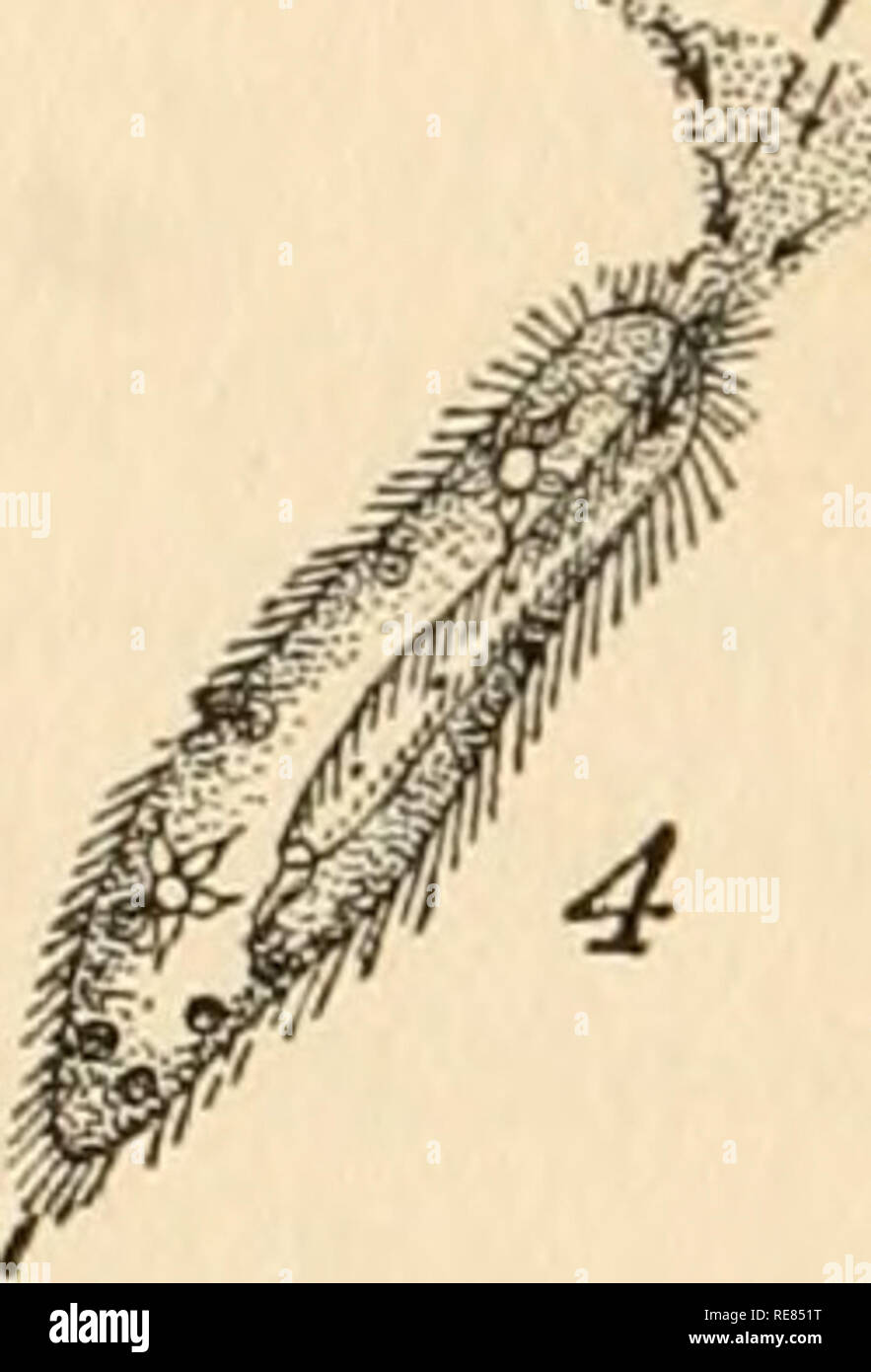 Cell roti hi-res stock photography and images - Alamy