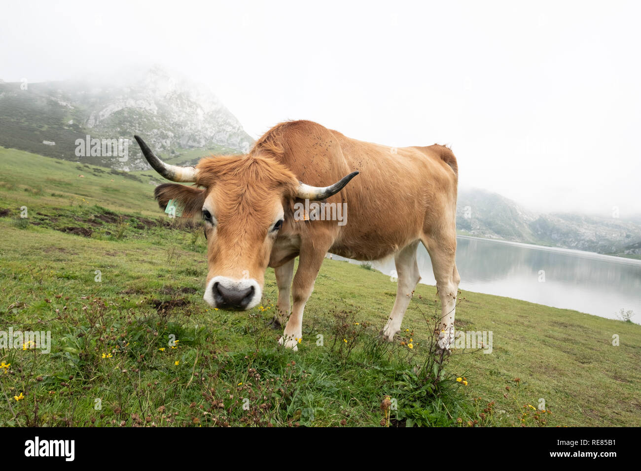 Rural landscape with a cow hi-res stock photography and images - Alamy