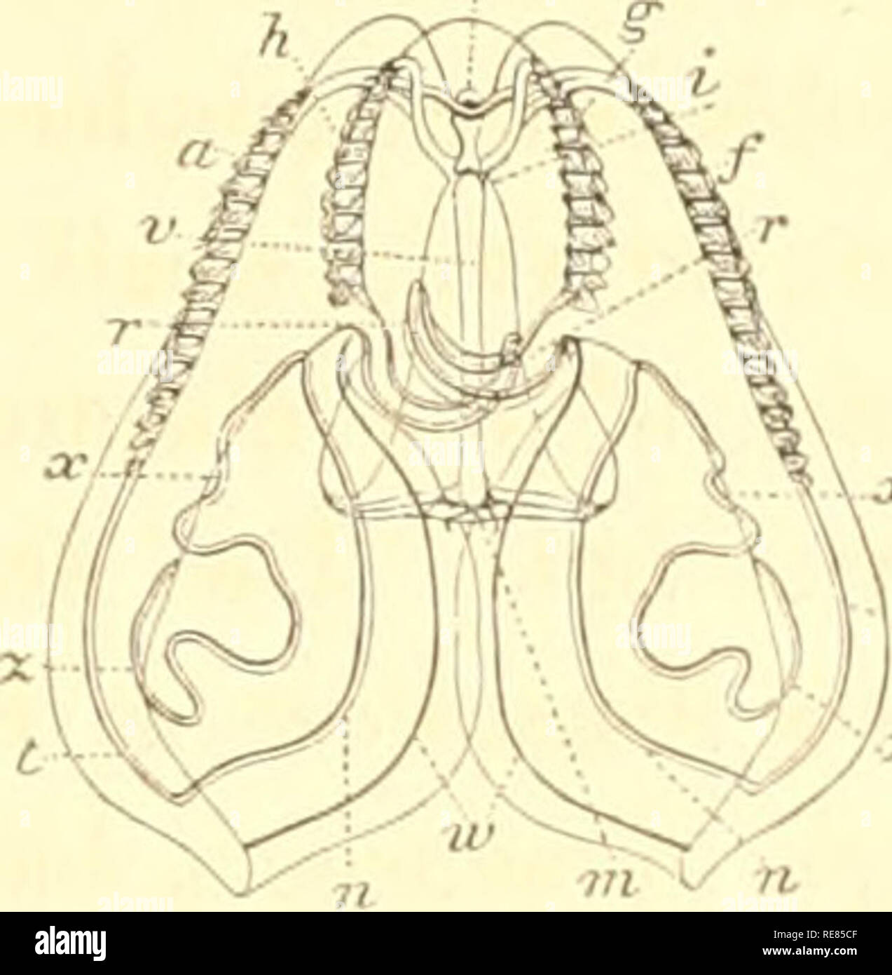 . Contributions to the natural history of the United States of America ...