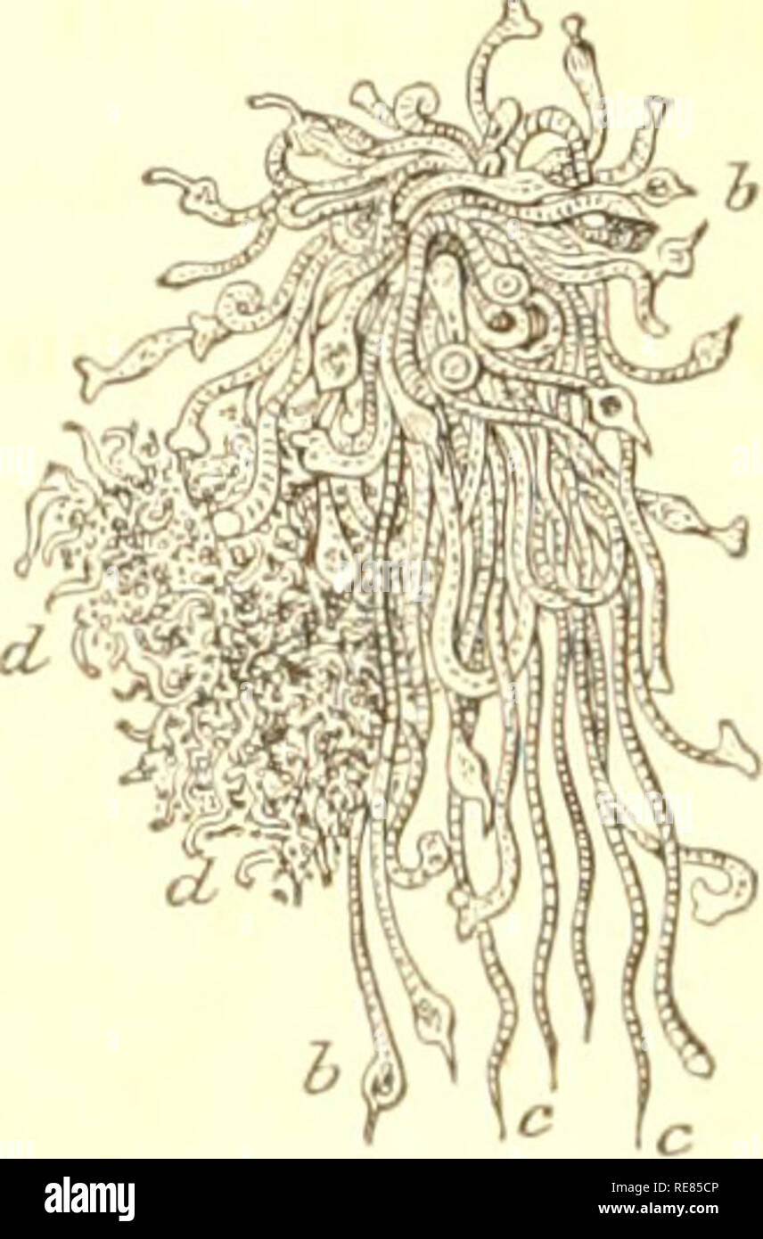 Medusa stages hi-res stock photography and images - Alamy