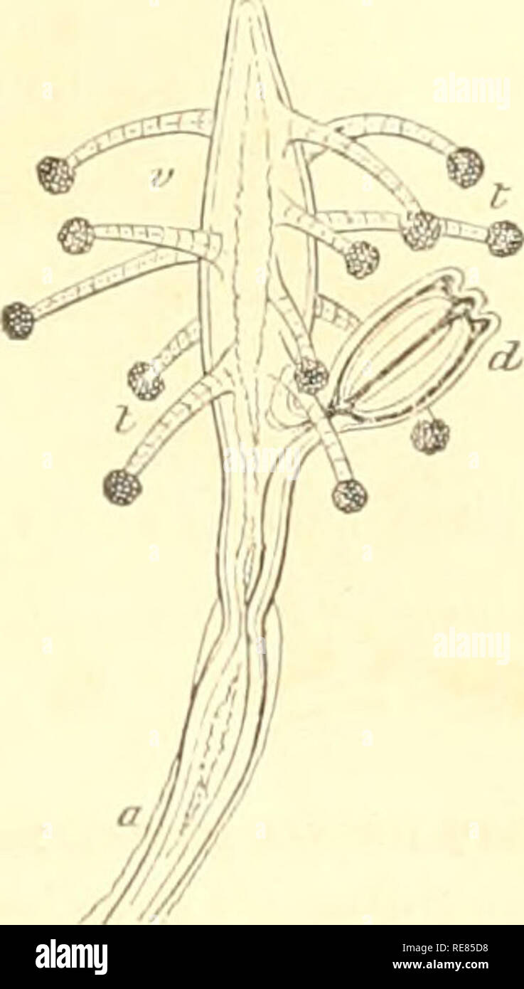 . Contributions to the natural history of the United States of America ...