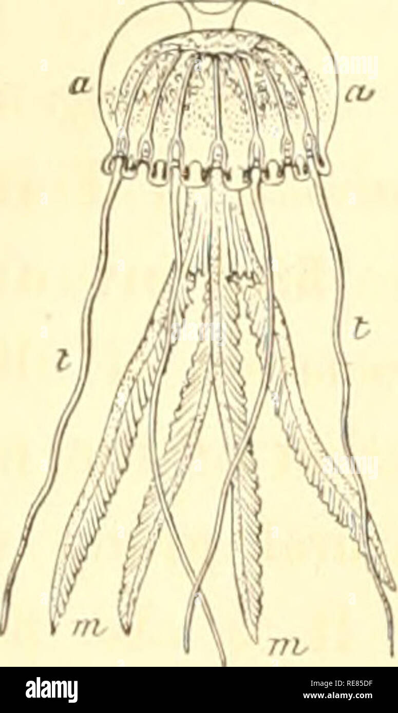 . Contributions to the natural history of the United States of America ...