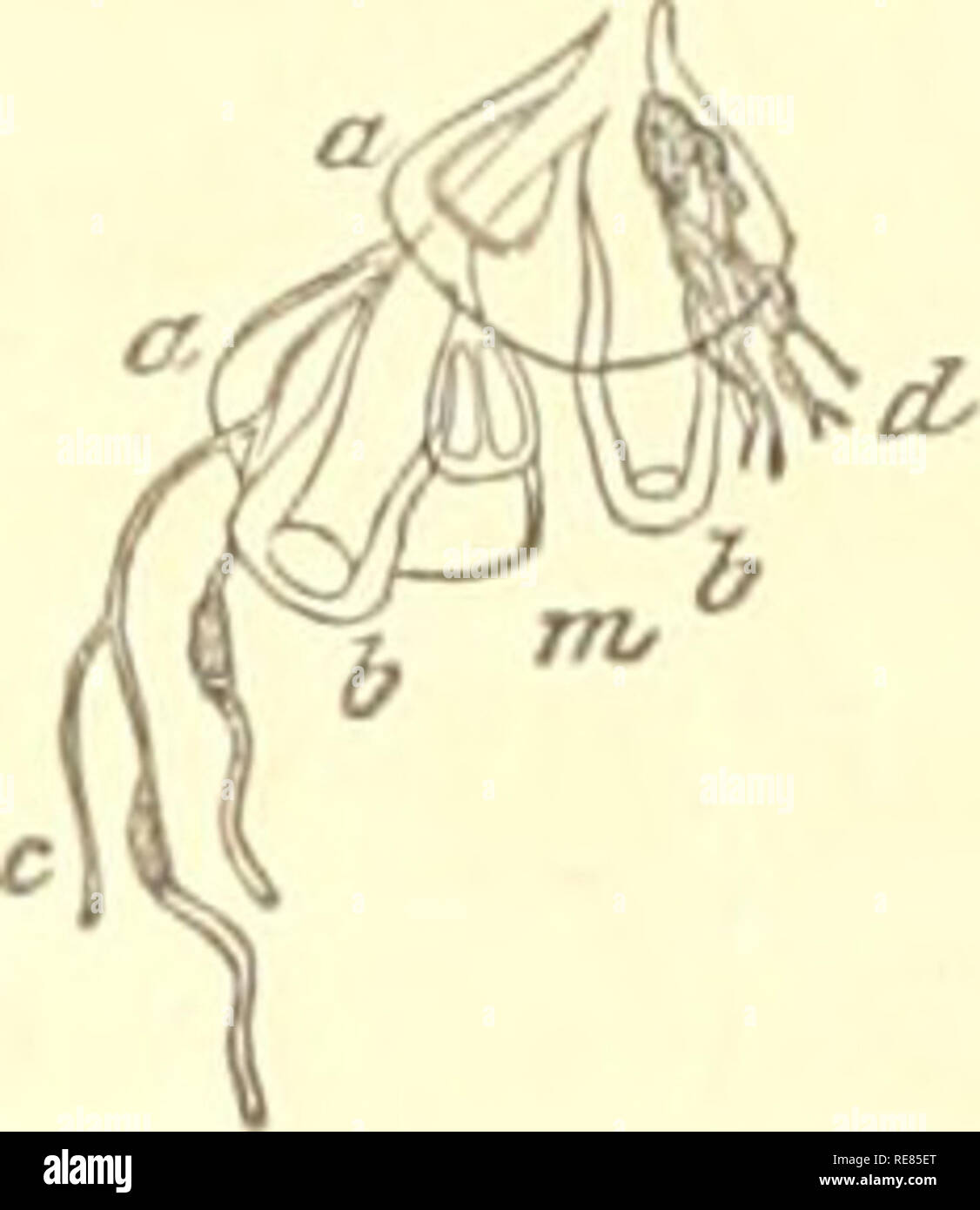 . Contributions to the natural history of the United States of America ...
