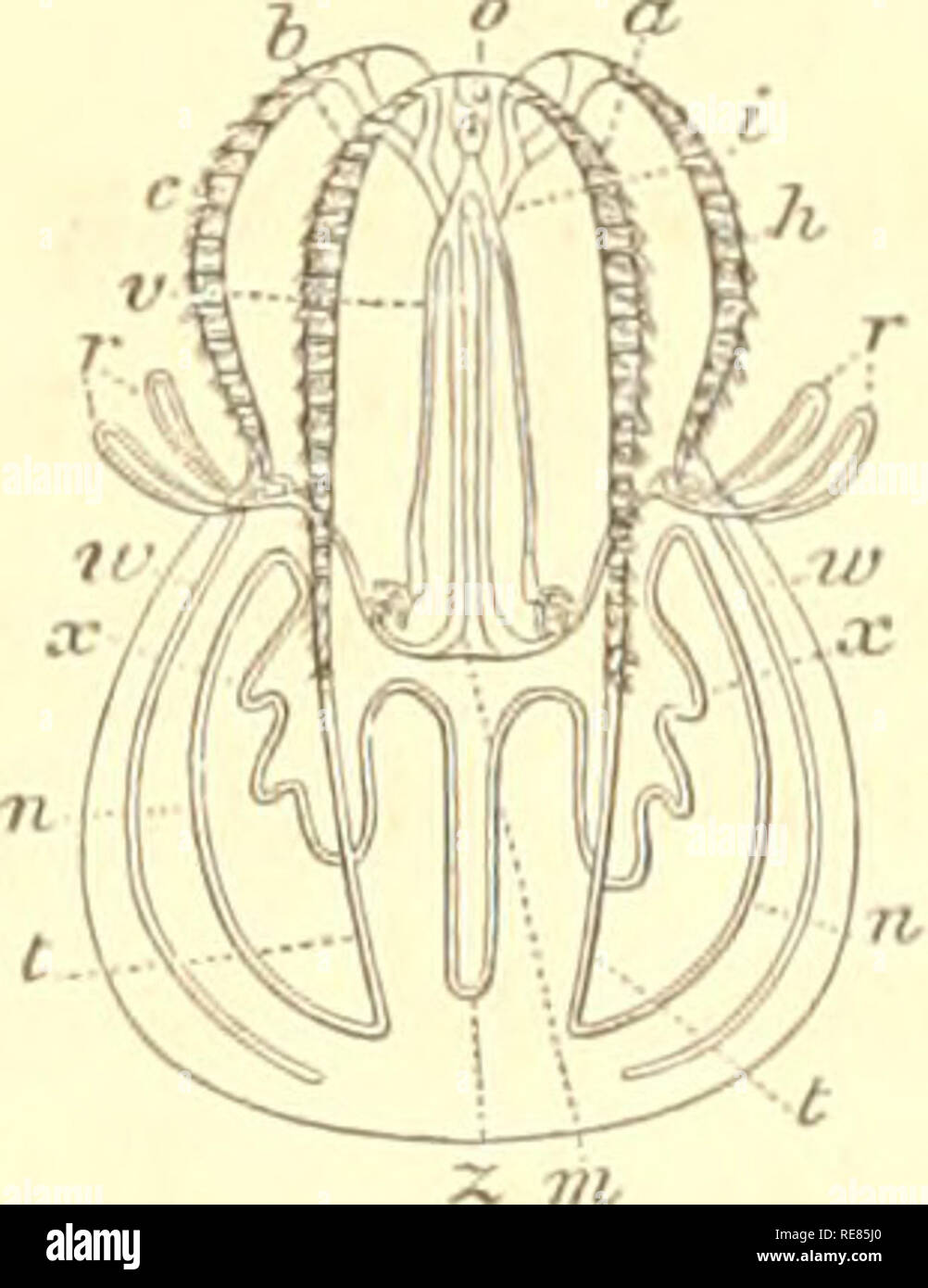 . Contributions to the natural history of the United States of America ...