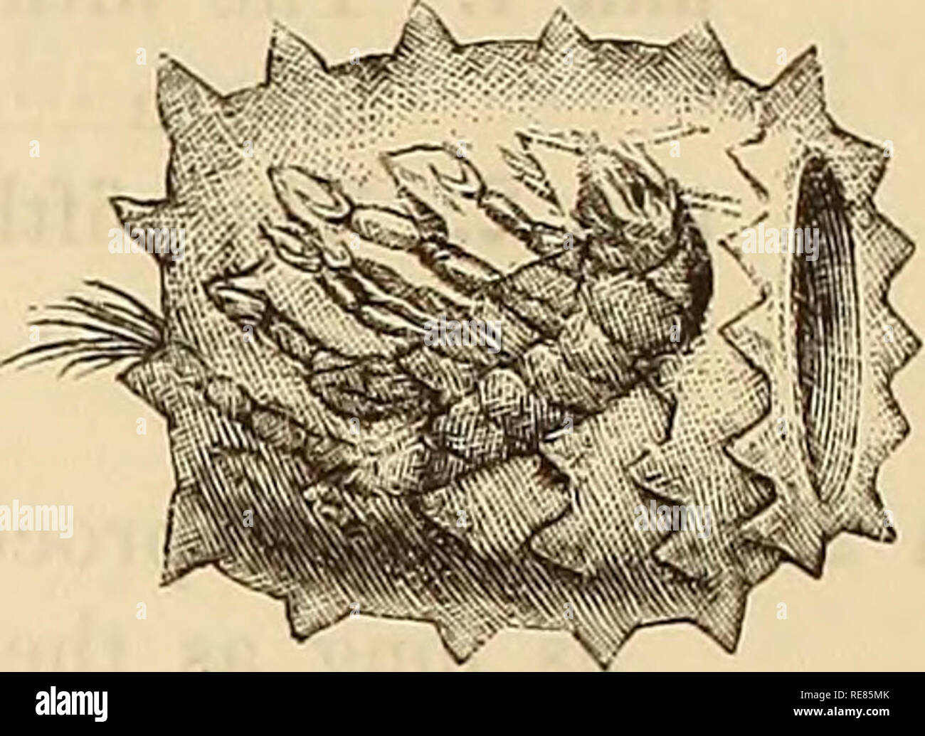 Hyperiidea hi-res stock photography and images - Alamy