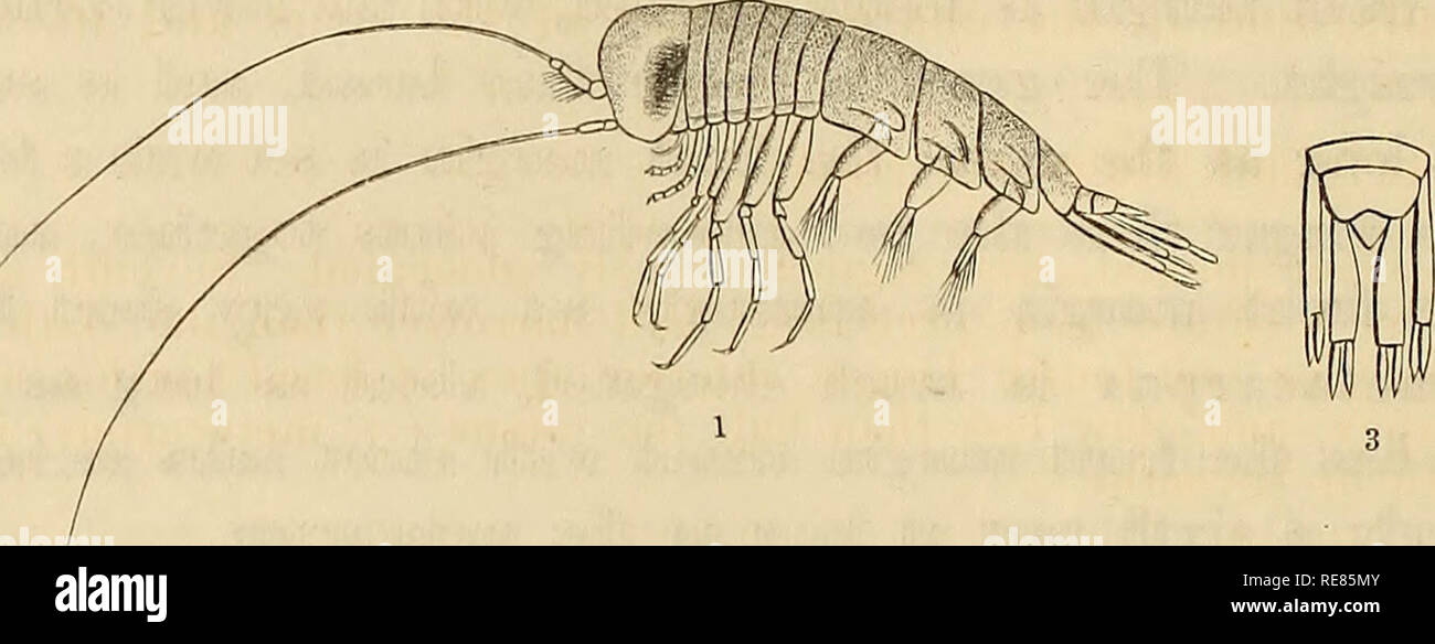 . Contributions to a monograph of the Amphipoda Hyperiidea. Hyperiidea ...