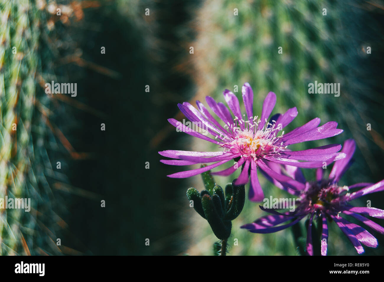 Delosperma cooperi leaves hi-res stock photography and images - Alamy