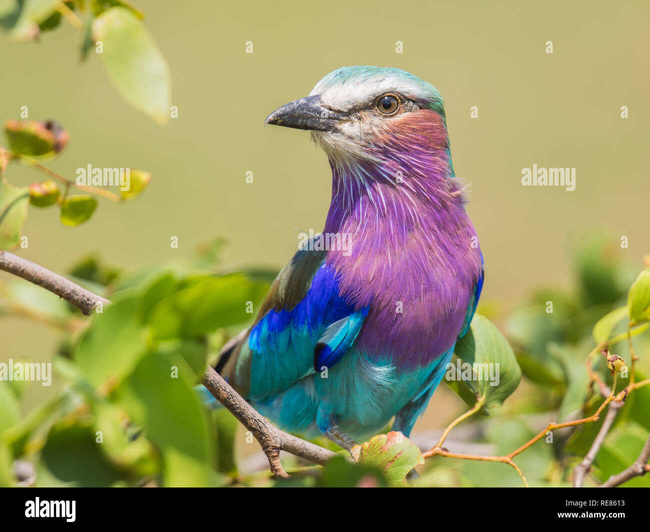 Lilac breasted roller (Coracias caudatus) perched on branch of mopani ...