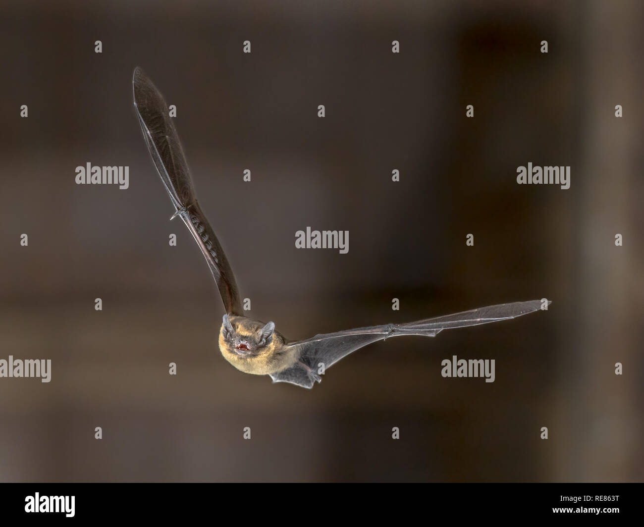 Flying common pipistrelle bat hi-res stock photography and images - Alamy