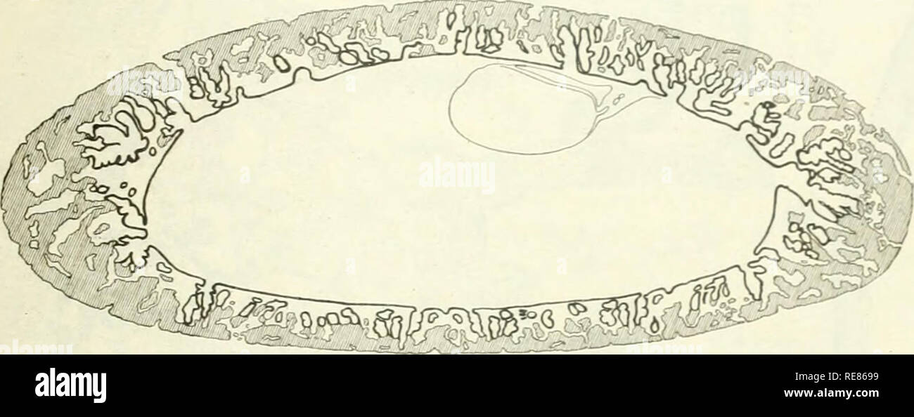 . Contributions to embryology. Embryology. A HUMAN EMBRYO OF THE ...