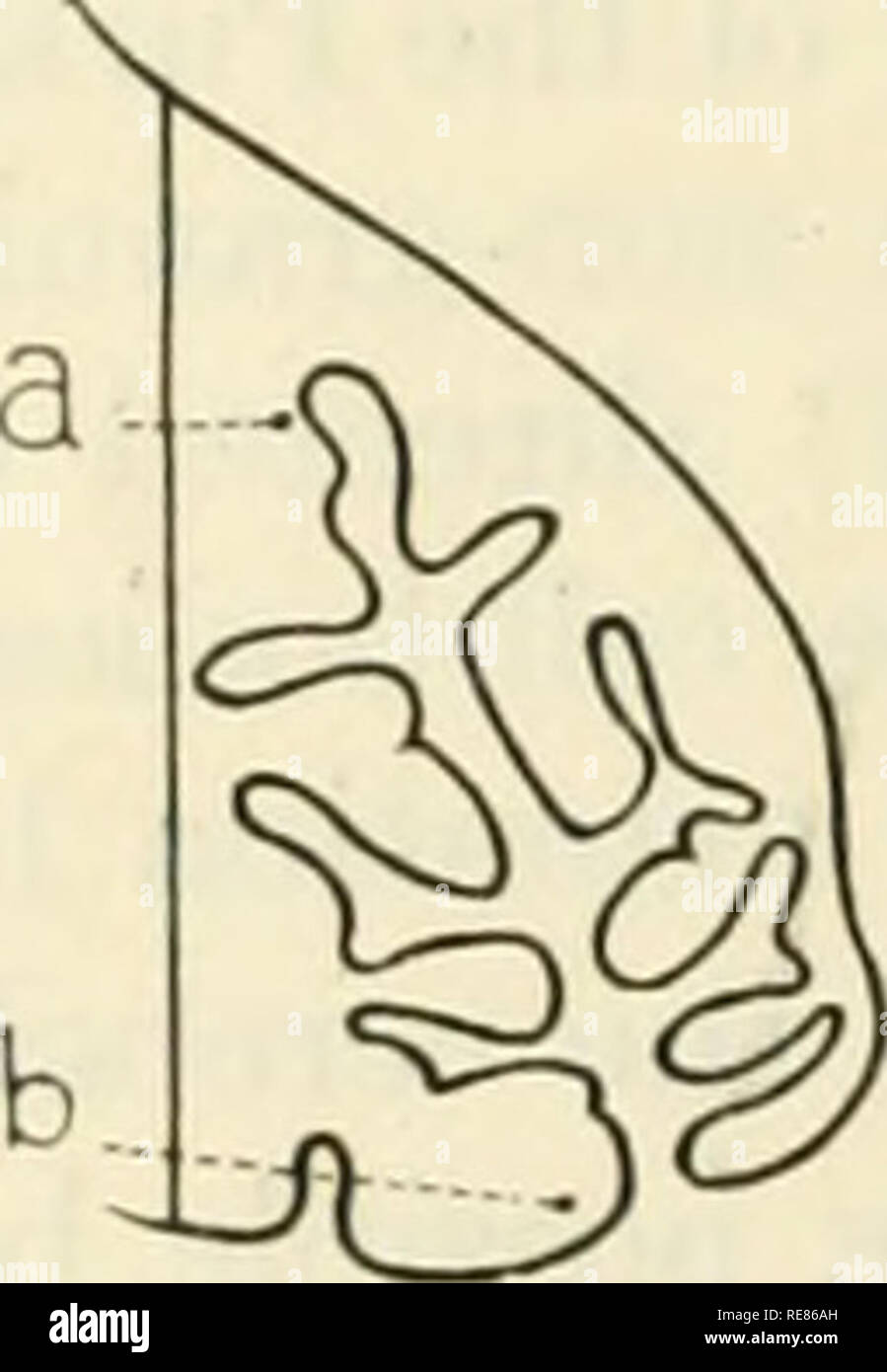 Pears represented hi-res stock photography and images - Alamy