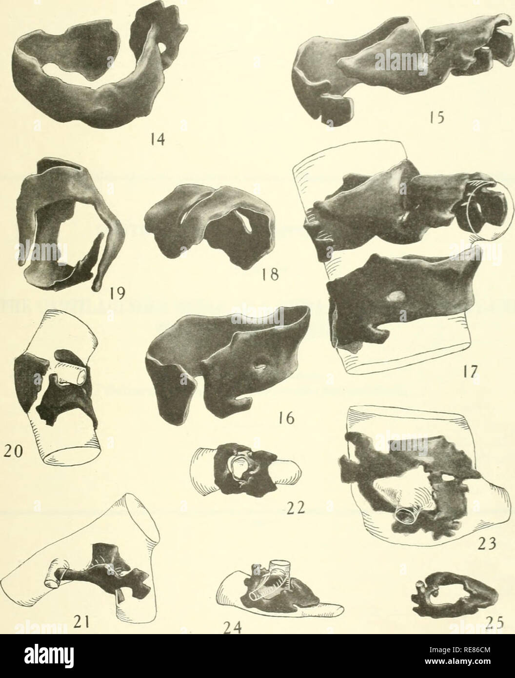 . Contributions to embryology. Embryology. Fig. 15 Fig. 16 Fig. 17, Fig ...