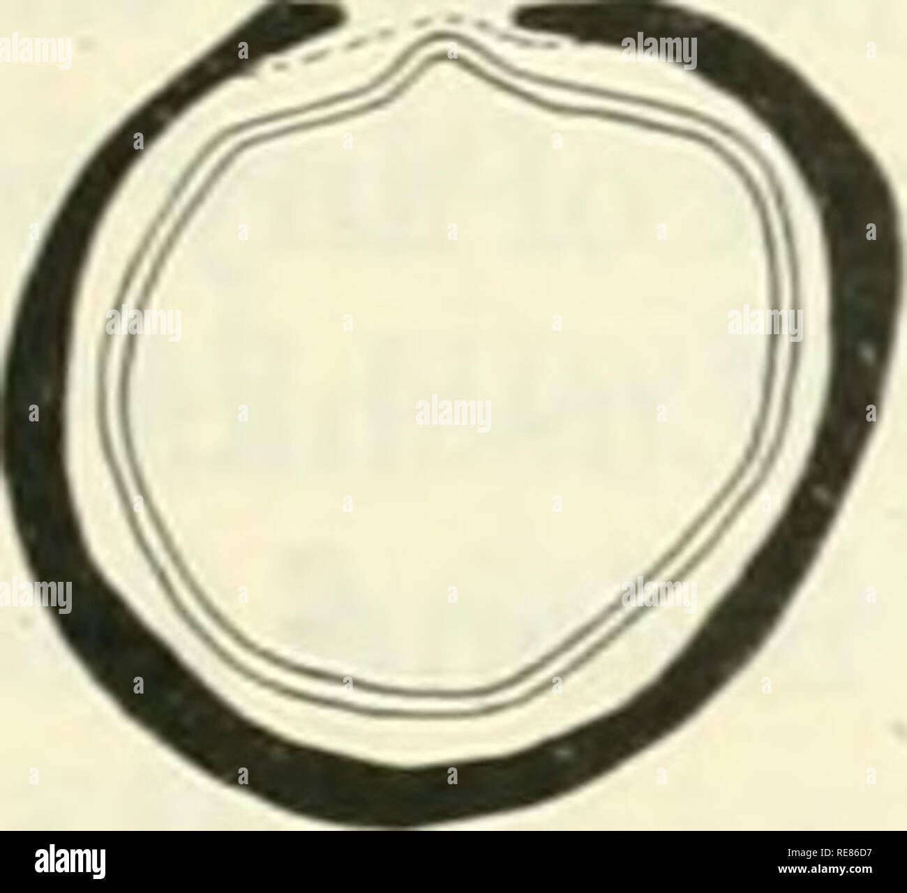 . Contributions to embryology. Embryology. MORPHOLOGICAL STUDY OF ...