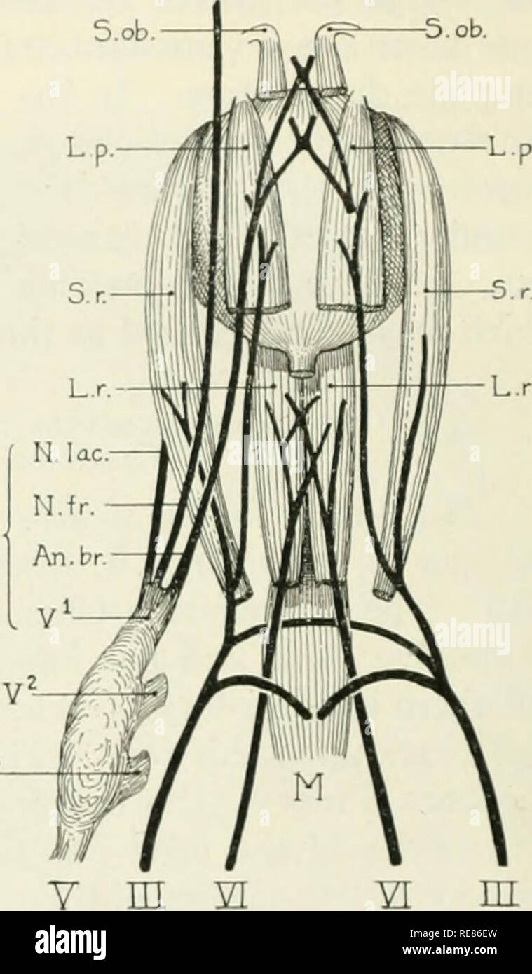 Cyclopia hi-res stock photography and images - Alamy