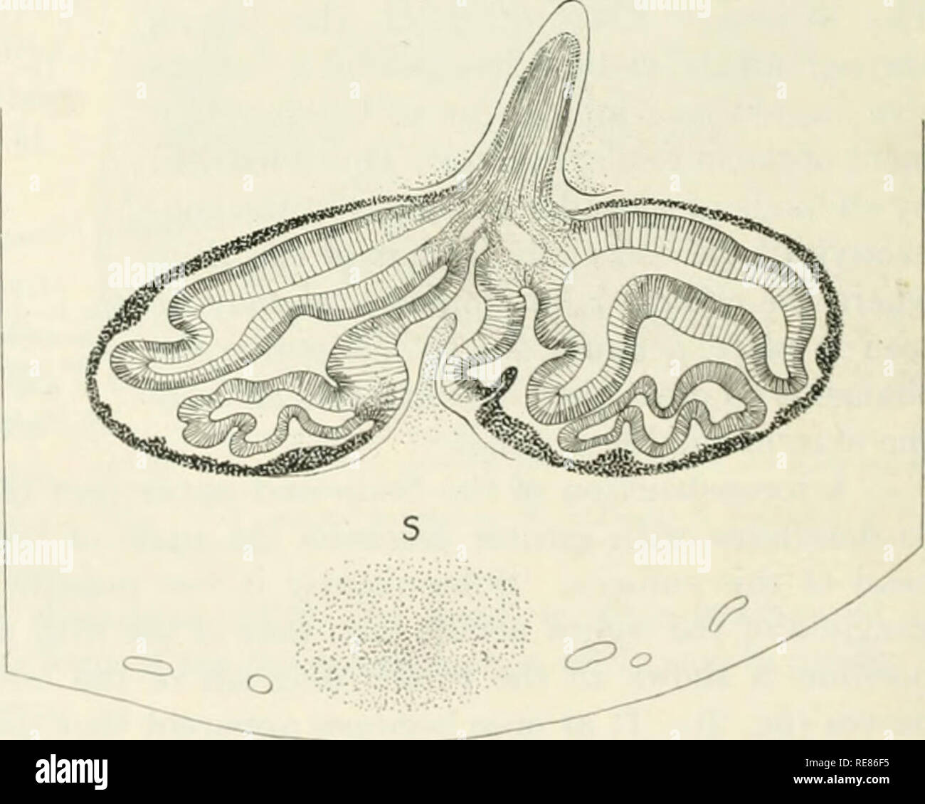 . Contributions to embryology. Embryology. -Section through the ...