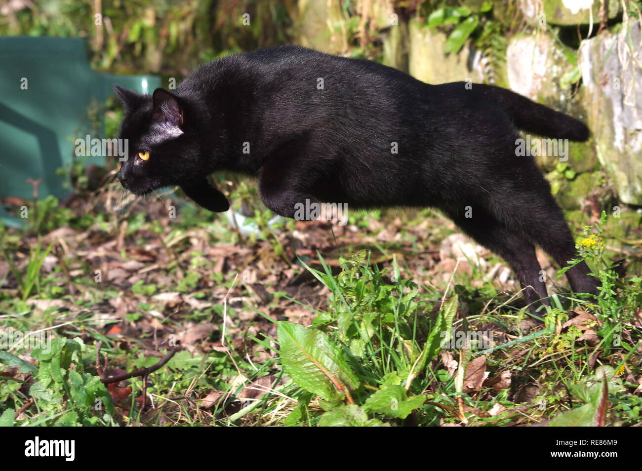 Black cat hunting in garden Stock Photo - Alamy
