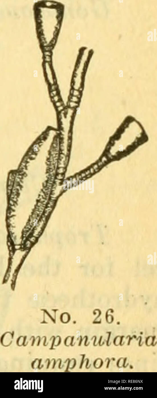 . Contributions to Canadian biology. Marine biology; Natural history ...