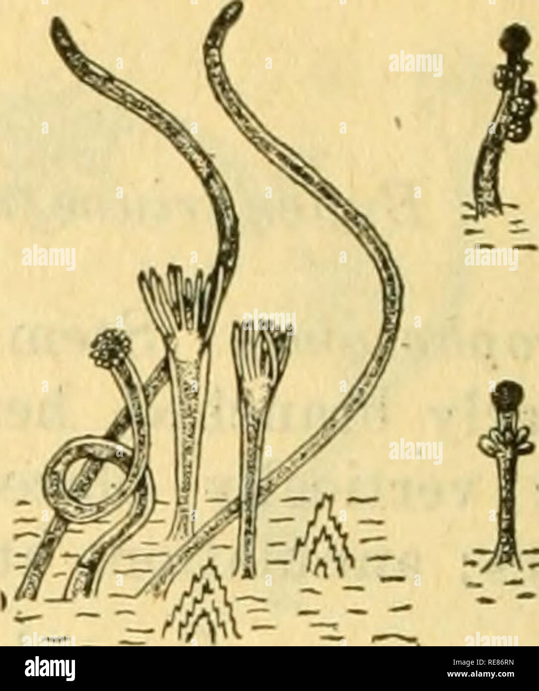 Gonosome hi-res stock photography and images - Alamy
