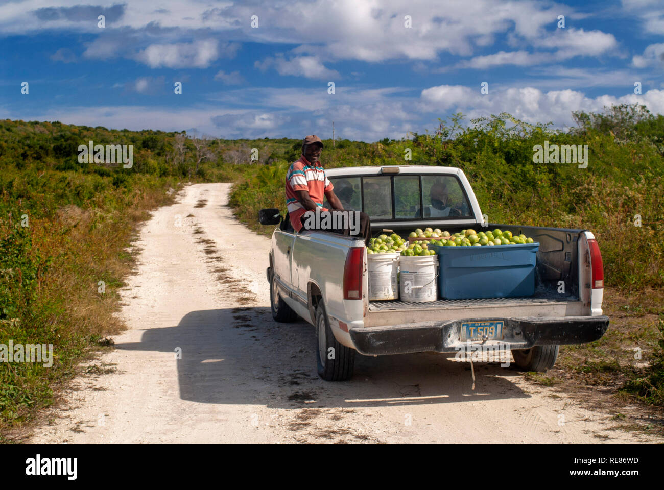 Cat Island, Bahamas. Farm, agriculture with tomatoes Stock Photo - Alamy