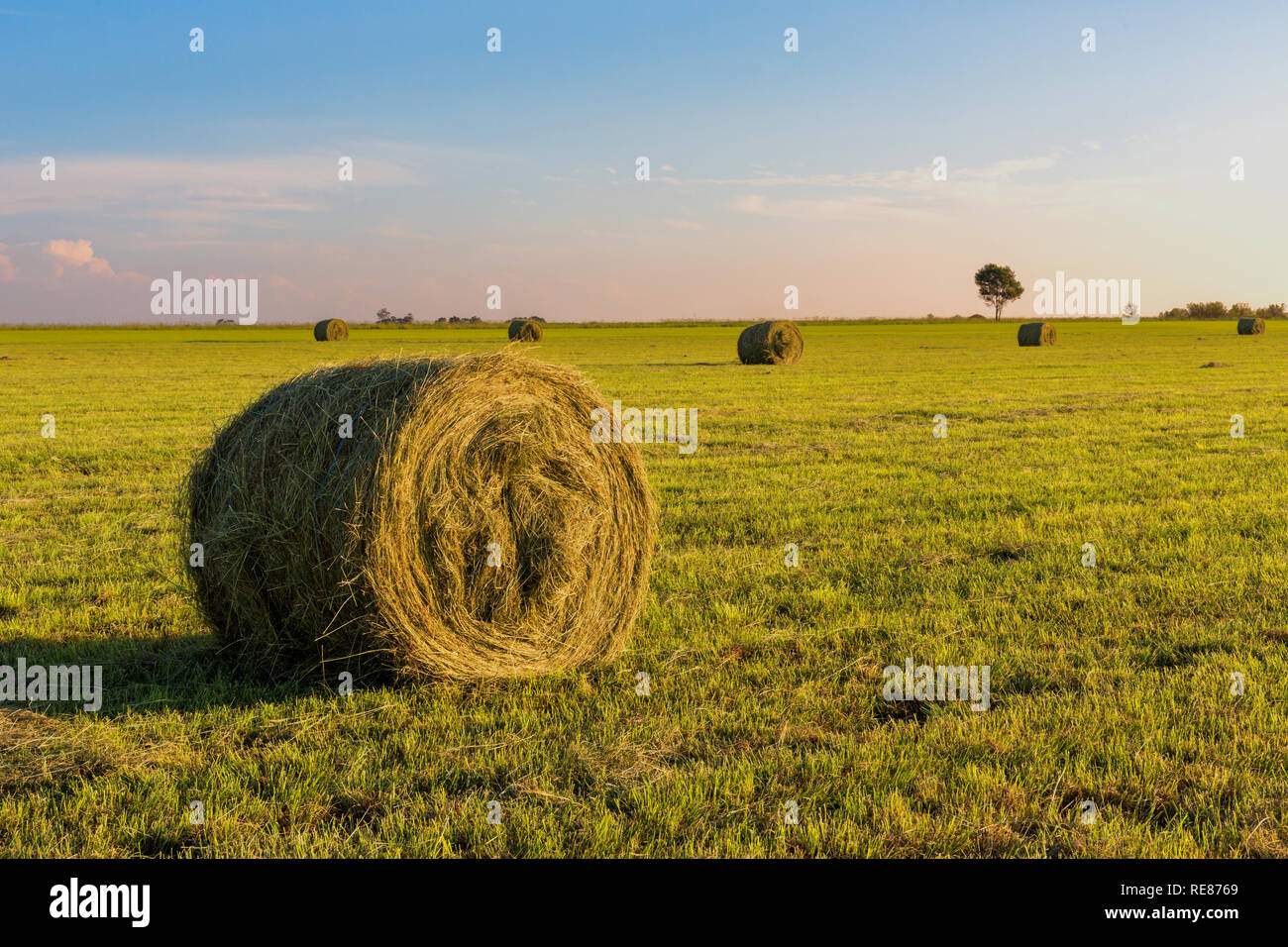 Round fodder bales Stock Photo - Alamy