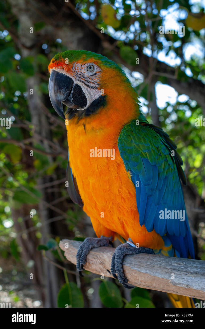 Bahama parrot hi-res stock photography and images - Alamy