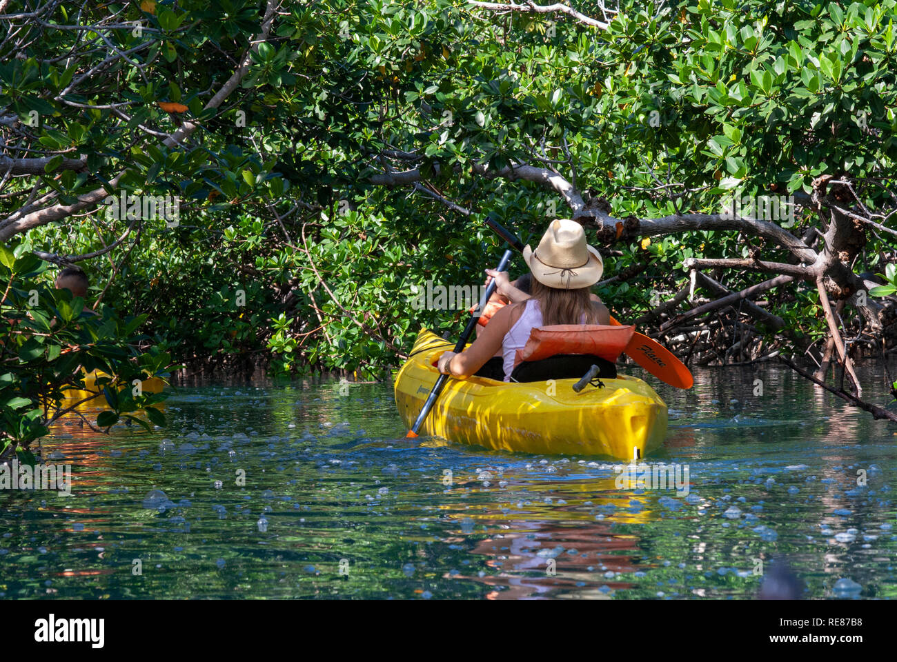 Grand Bahama, Bahamas. Exploring the Lucayan National Park in kayak ...